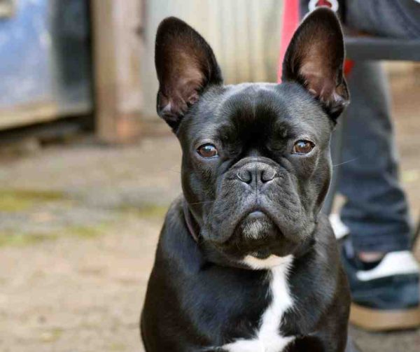French Bulldog History - Dog Breeds Care Guide
