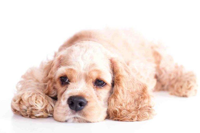 American Cocker Spaniels - All About The American Cocker Spaniel Dog ...