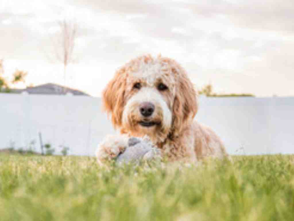 Bernedoodle Dog Breed Information Profile - Dog Breeds Care Guide