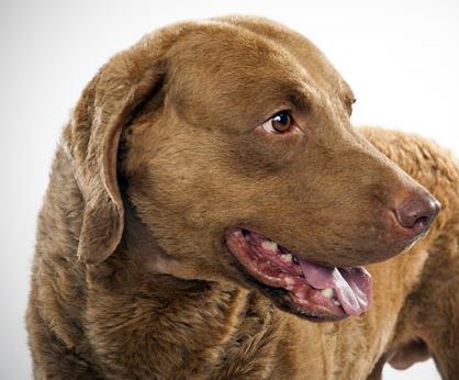 Chesapeake Bay Retrievers: The Ultimate Guide To This Amazing Dog Breed