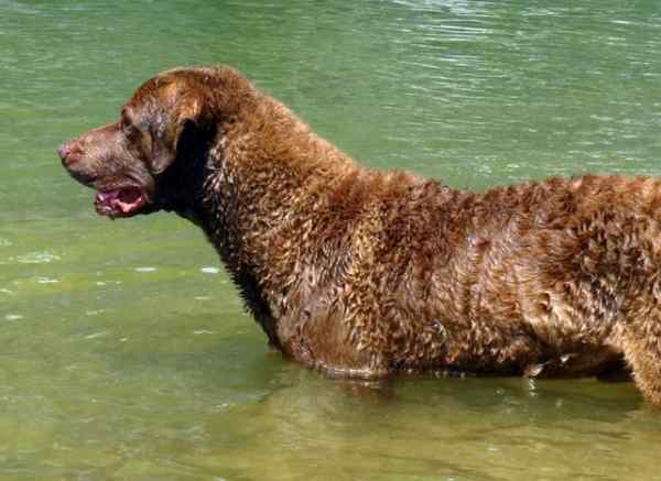 Chesapeake Bay Retrievers: The Ultimate Guide To This Amazing Dog Breed