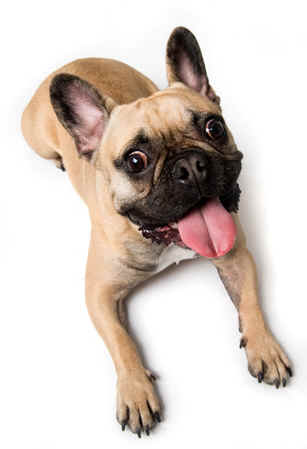 French Bulldogs (Frenchies) - Dogs & Puppies For Sale Near You