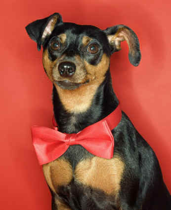 Chipin Dog Breed Guide - Chihuahua Miniature Pinscher Mix | Dog Breeds ...