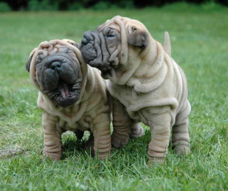 Unveiling The Wrinkled Charm Of Shar Pei Dogs | Dogs And Puppies Central