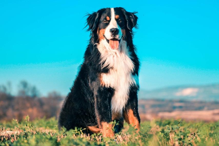 Bernese Mountain Dogs: History Personality Temperament Lifespan Health ...