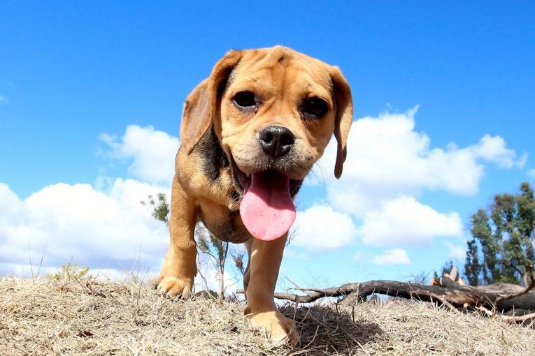 The Puggle: A Perfect Blend Of Beagle And Pug - Dog Breeds Care Guide