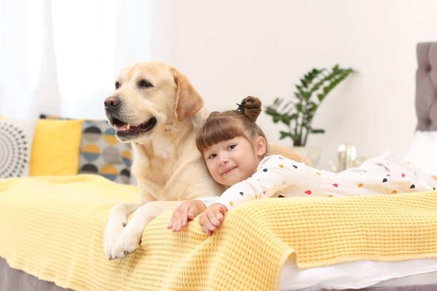 Golden Retriever Dog Breed: History, Appearance, Temperament, And More