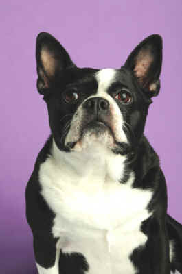 Boston Terriers Dog Breed Information Guide - All About Boston Terriers