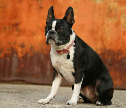 Boston Terriers Dog Breed Information Guide - All About Boston Terriers
