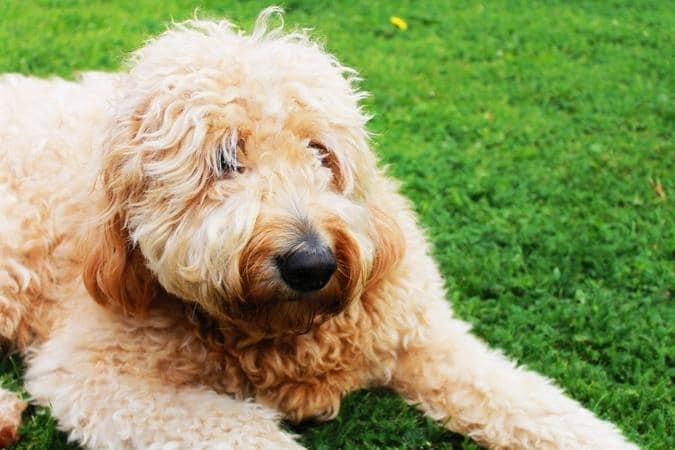 Discover The Charming Goldendoodle Dogs | Ultimate Guide