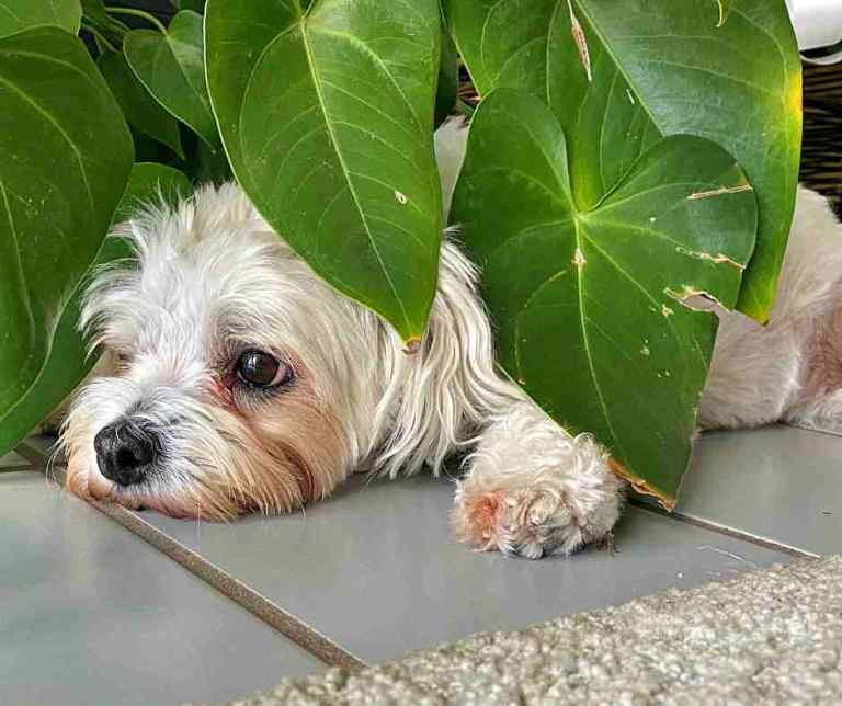 Maltipoo Dogs: A Complete Guide To This Adorable Hybrid Breed - Dog ...