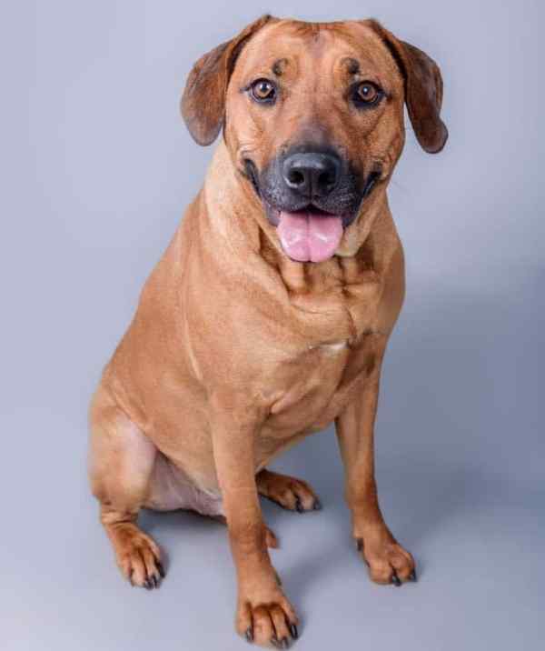 Dog Health - Dogs And Puppies Central