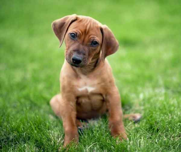 Rhodesian Ridgeback Puppies For Sale - Find Your Perfect Puppy - Dogs ...