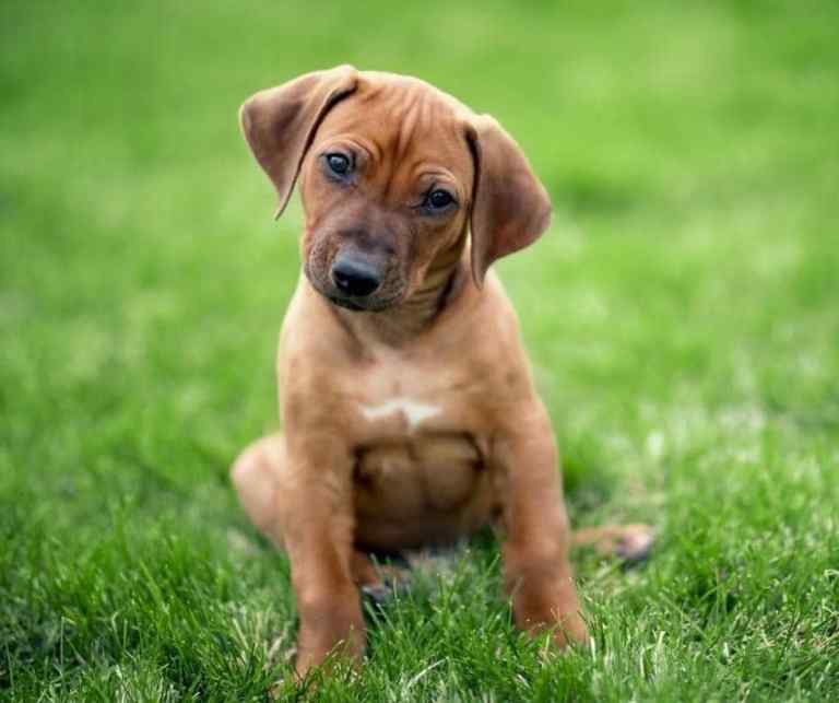 Rhodesian Ridgeback Puppies For Sale - Find Your Perfect Puppy - Dogs ...