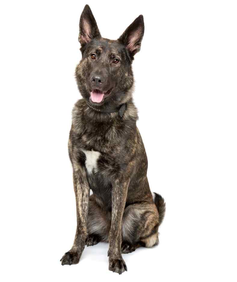 Discover The Belgian Malinois Dog Breed | Dogs And Puppies Central