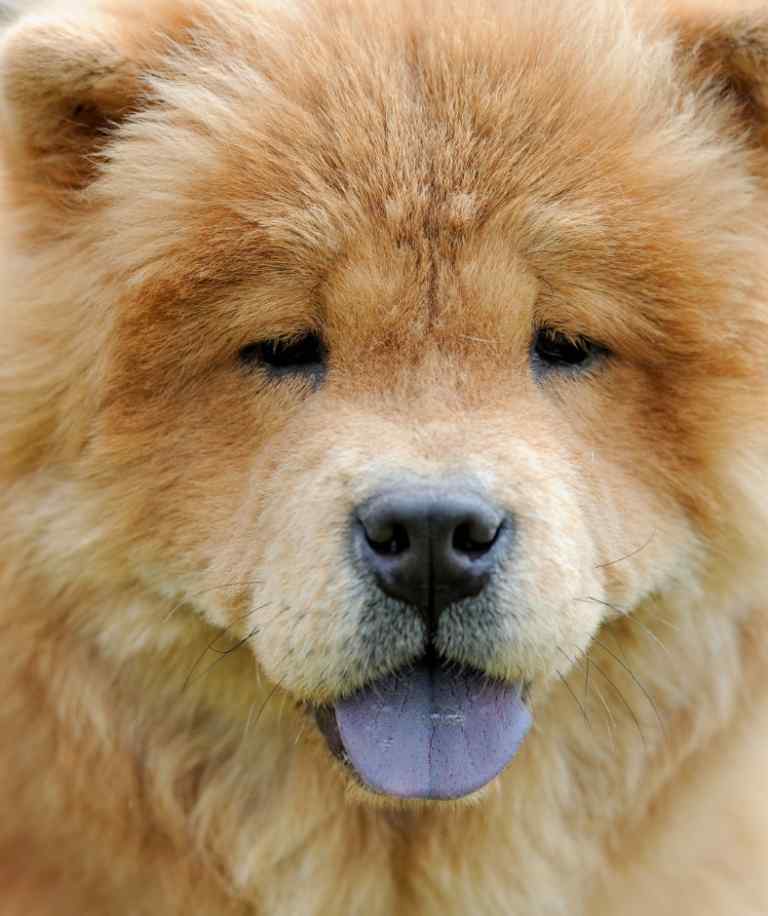Chow Chow Dog Breed Information - All About Chow Chows