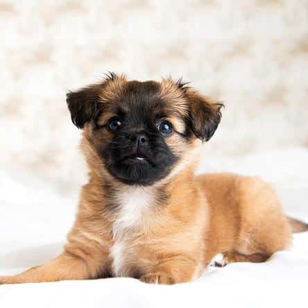 Discover The Charming Chihuahua Mix Pekingese Cheeks Dogs
