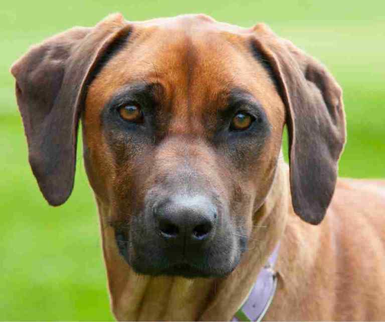 Rhodesian Ridgebacks - Dogs & Puppies For Sale Near You