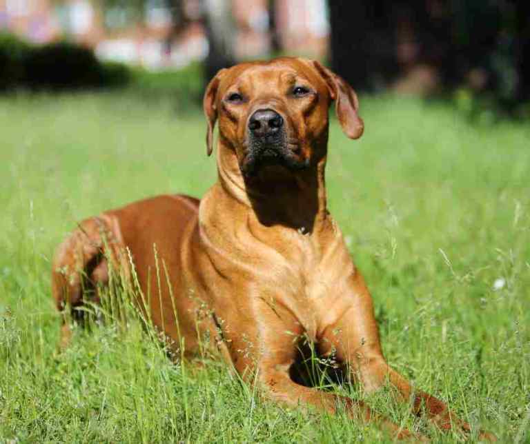 Rhodesian Ridgebacks - Dogs & Puppies For Sale Near You