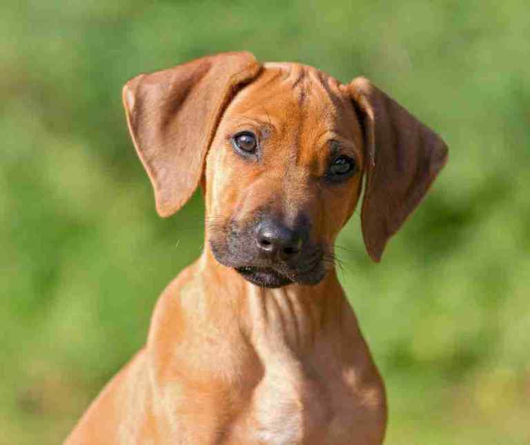 Rhodesian Ridgebacks - Dogs & Puppies For Sale Near You