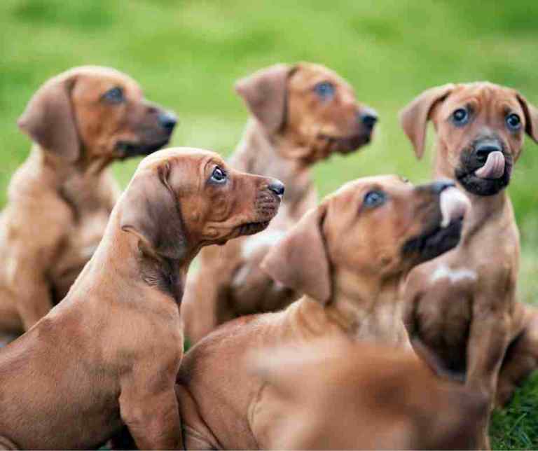 Rhodesian Ridgebacks - Dogs & Puppies For Sale Near You