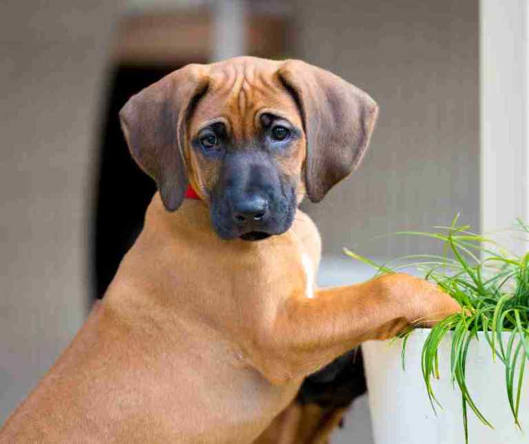 Rhodesian Ridgebacks - Dogs & Puppies For Sale Near You