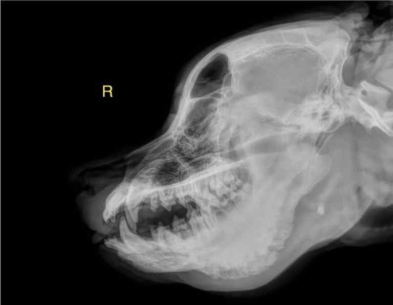 Craniomandibular Osteopathy In Dogs - Dog Breeds Care Guide