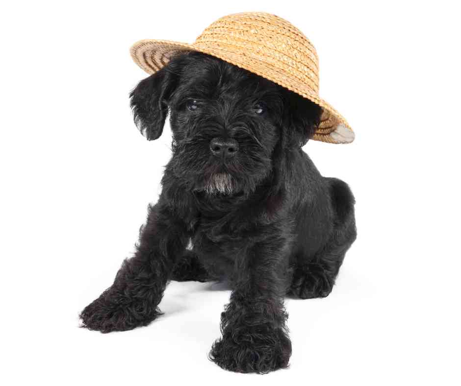 Buying A Giant Schnauzer Puppy - Everything You Need To Know