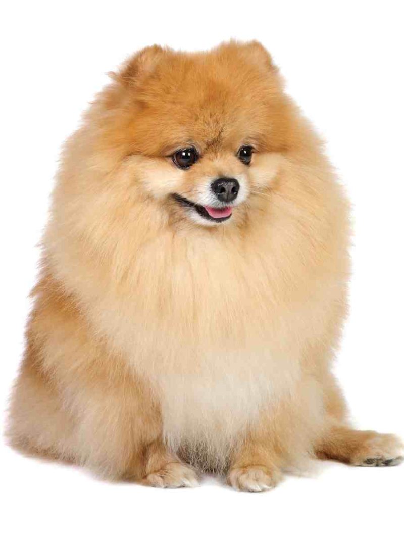 Pomeranian Dog Breed Information Guide - Dog Breeds Central