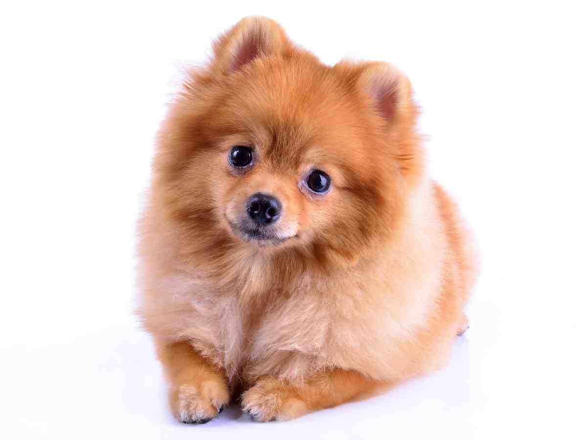 Pomeranian Dog Breed Information Guide - Dog Breeds Central