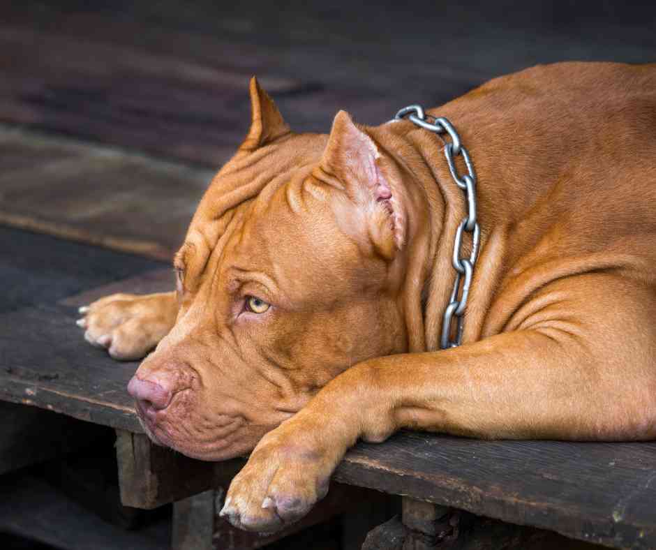 American Pit Bull Terrier Pitbull Dog Breed Information - Dog Breeds ...