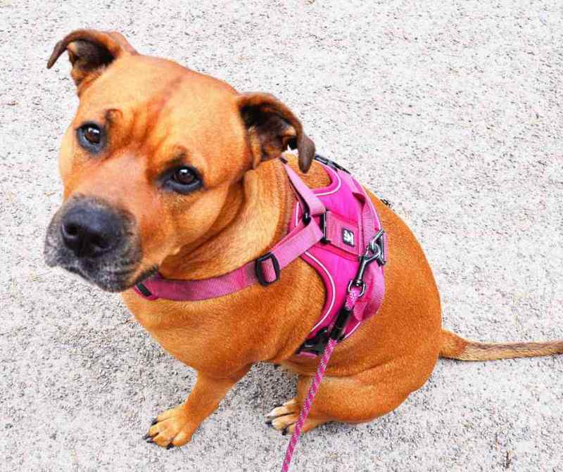 American Pit Bull Terrier Pitbull Dog Breed Information - Dog Breeds ...