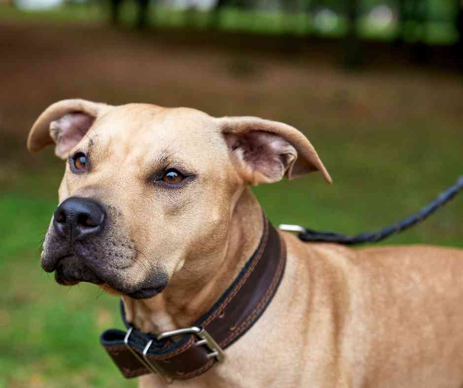 American Pit Bull Terrier Pitbull Dog Breed Information - Dog Breeds ...