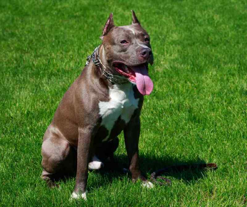 American Pit Bull Terrier Pitbull Dog Breed Information - Dog Breeds ...