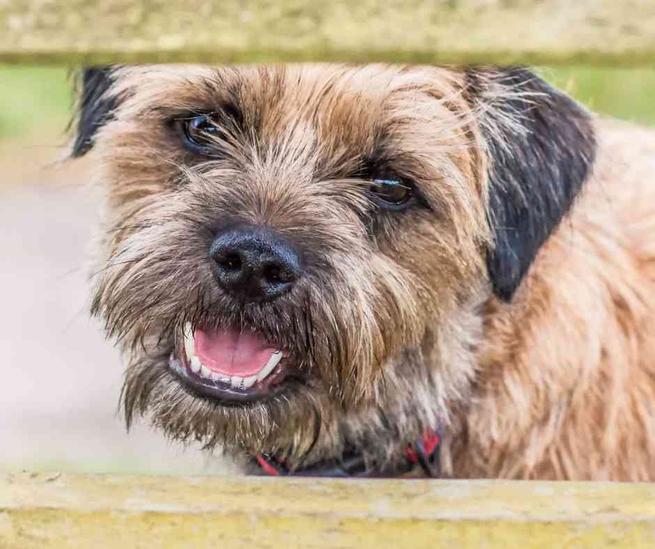 Ultimate Border Terrier Dog Breed Guide - Uncover Health, Care ...