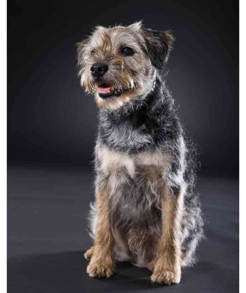 Ultimate Border Terrier Dog Breed Guide - Uncover Health, Care ...