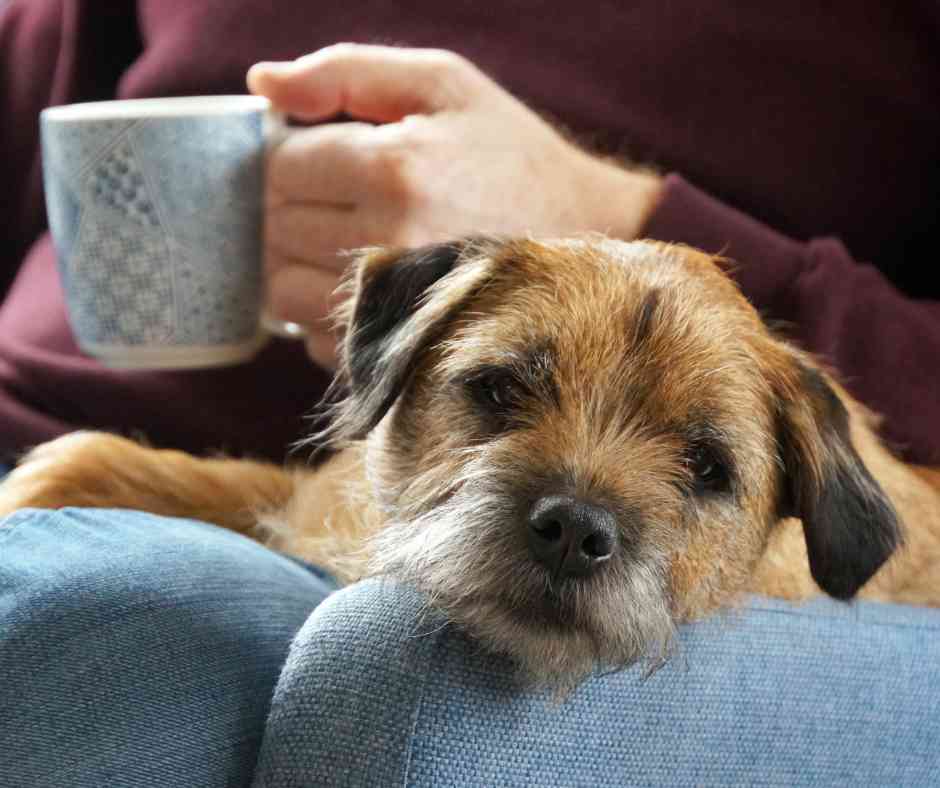 Ultimate Border Terrier Dog Breed Guide - Uncover Health, Care ...