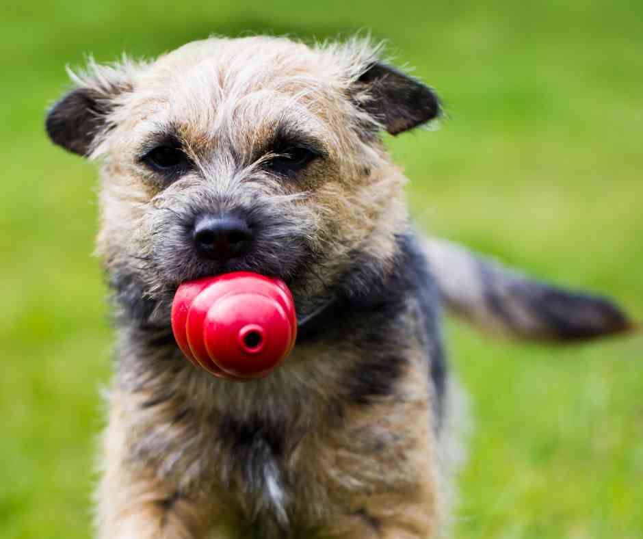 Ultimate Border Terrier Dog Breed Guide - Uncover Health, Care ...