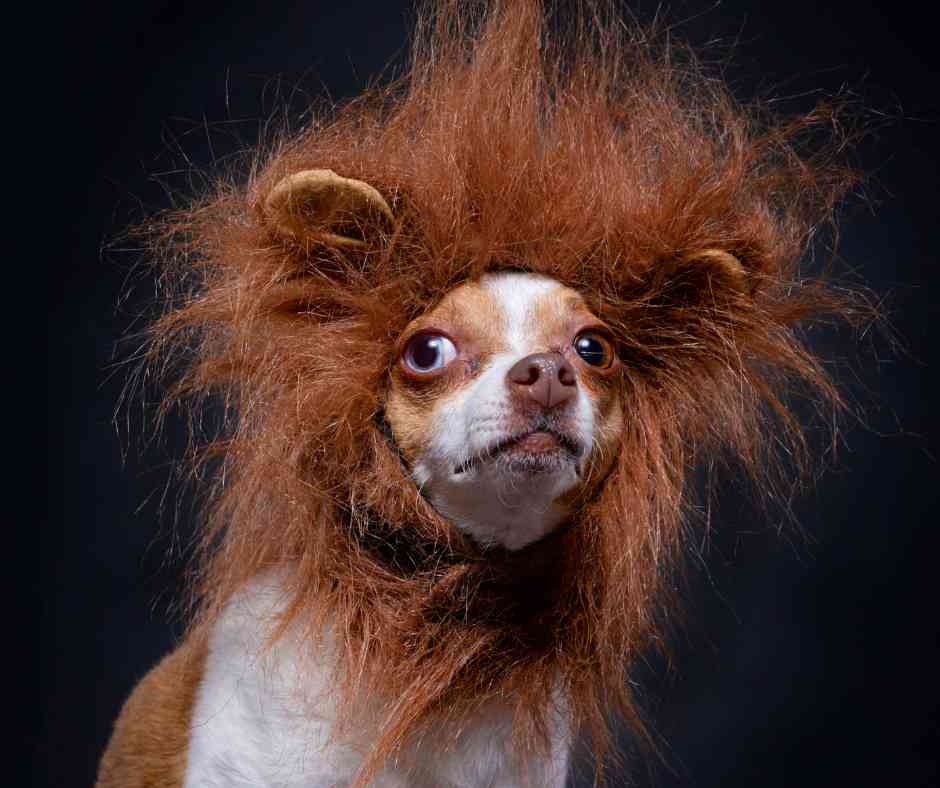 Chihuahua Dog Breed Information Guide - Dog Breeds Care Guide