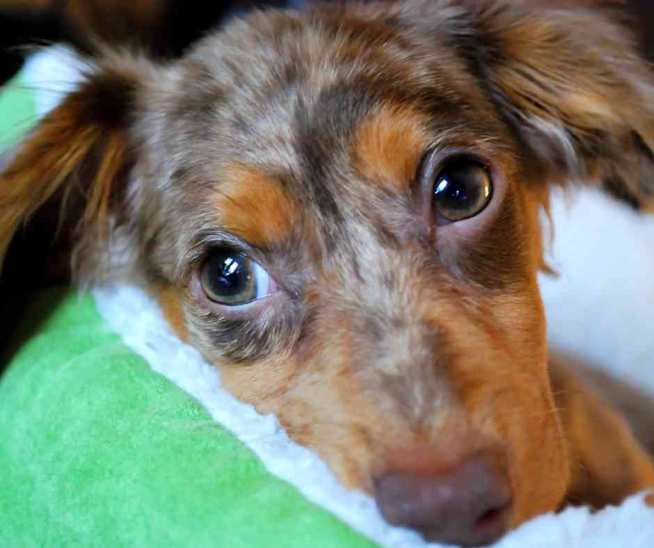 Discover The Adorable Chiweenie Dogs And Their Irresistible Charm