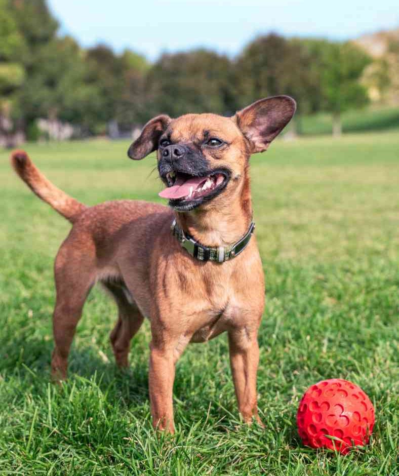 Discover The Adorable Chiweenie Dogs And Their Irresistible Charm