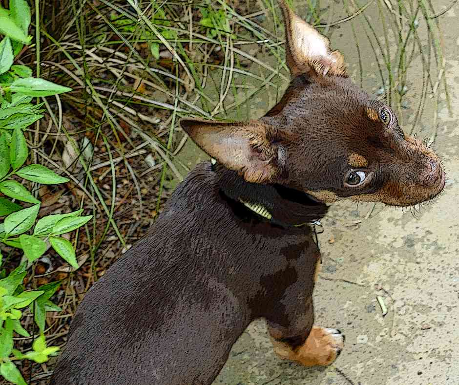 Discover The Adorable Chiweenie Dogs And Their Irresistible Charm