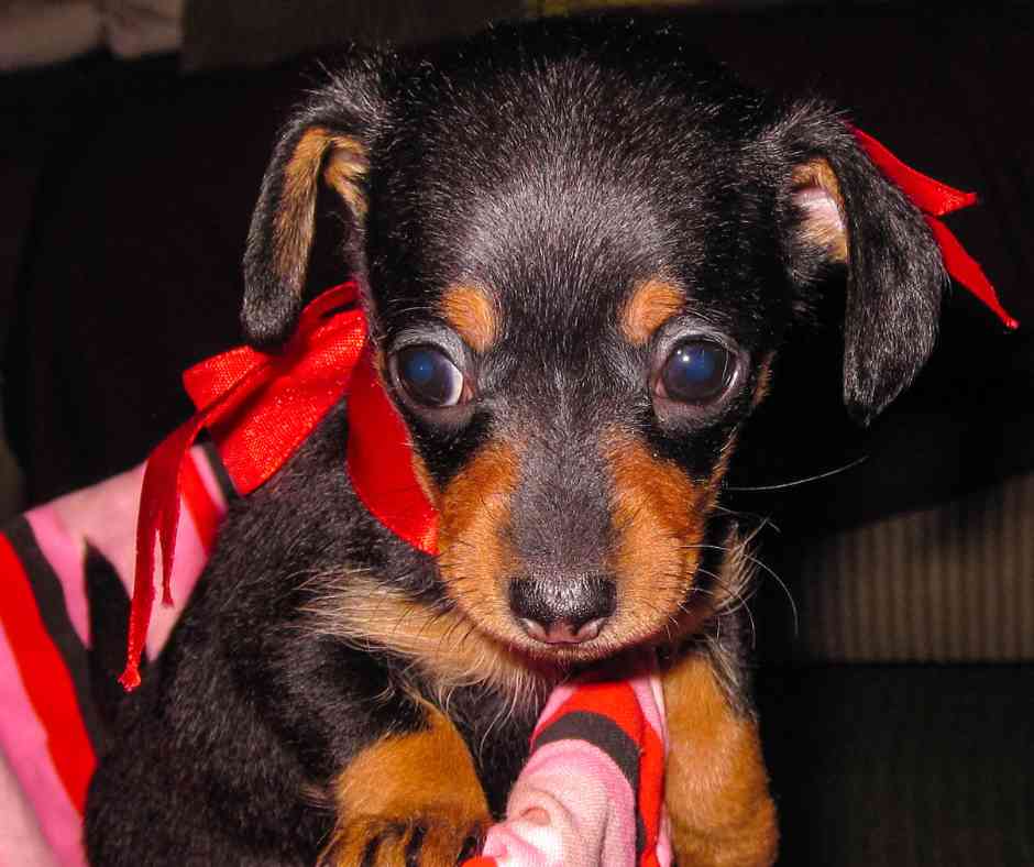 Discover The Adorable Chiweenie Dogs And Their Irresistible Charm