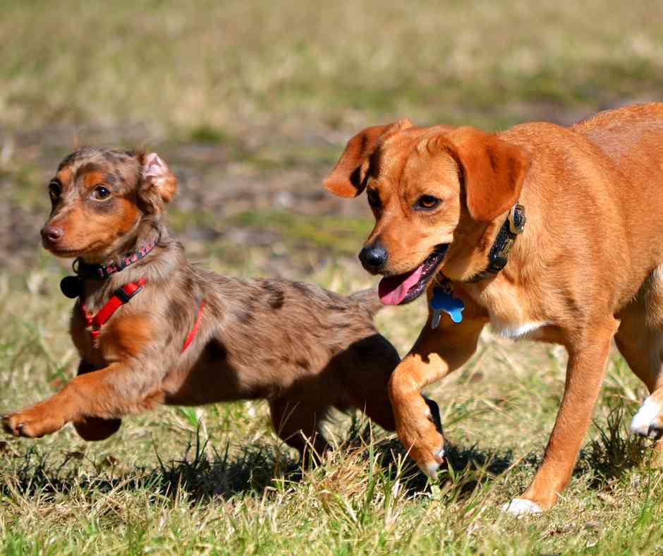 Discover The Adorable Chiweenie Dogs And Their Irresistible Charm