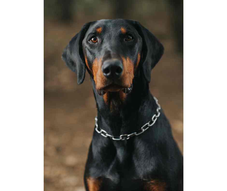 Ultimate Doberman Pinscher Dog Breed Guide - Everything You Need To Know