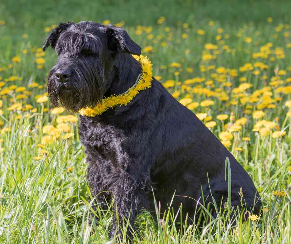 Giant Schnauzer Dog Breed Guide - Dog Breeds Central