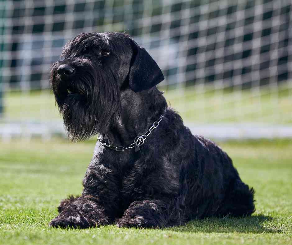 Giant Schnauzer Dog Breed Guide - Dog Breeds Central