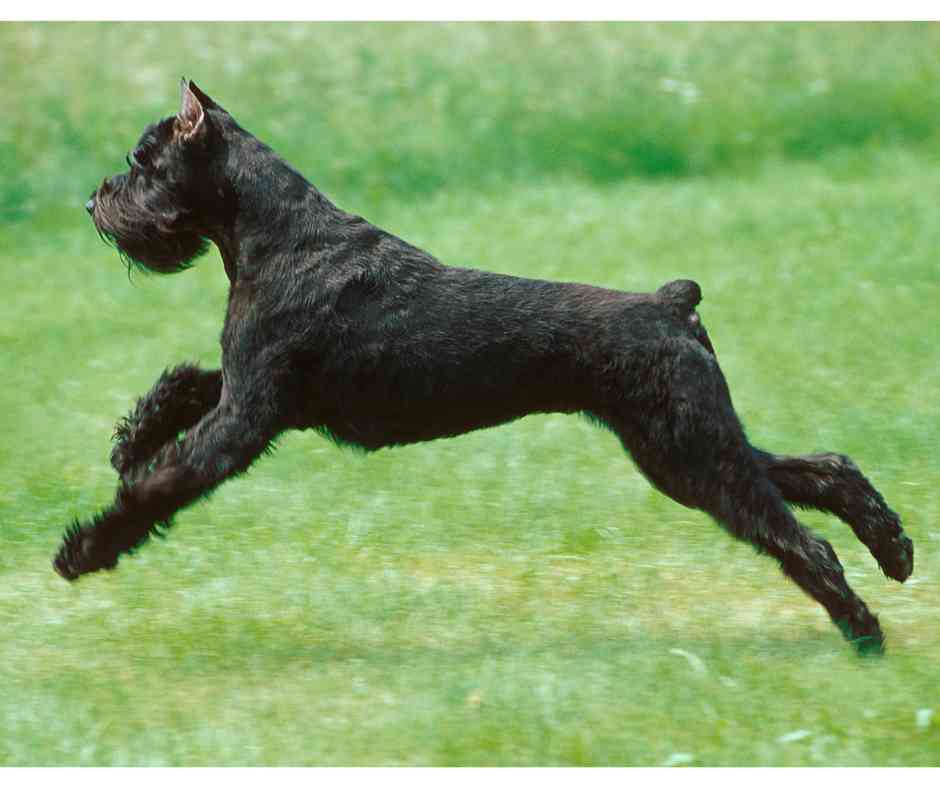 Giant Schnauzer Dog Breed Guide - Dog Breeds Central