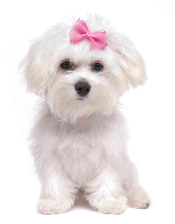 Maltese Dog Breed Guide - Dog Breeds Central